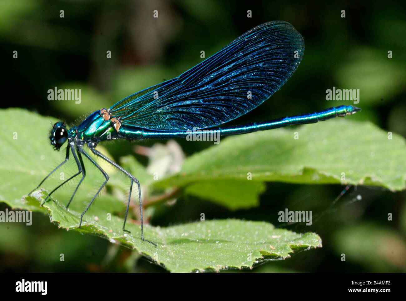 zoology / animals, insect, dragonfly, Beautiful Demoiselle, (Calopteryx ...