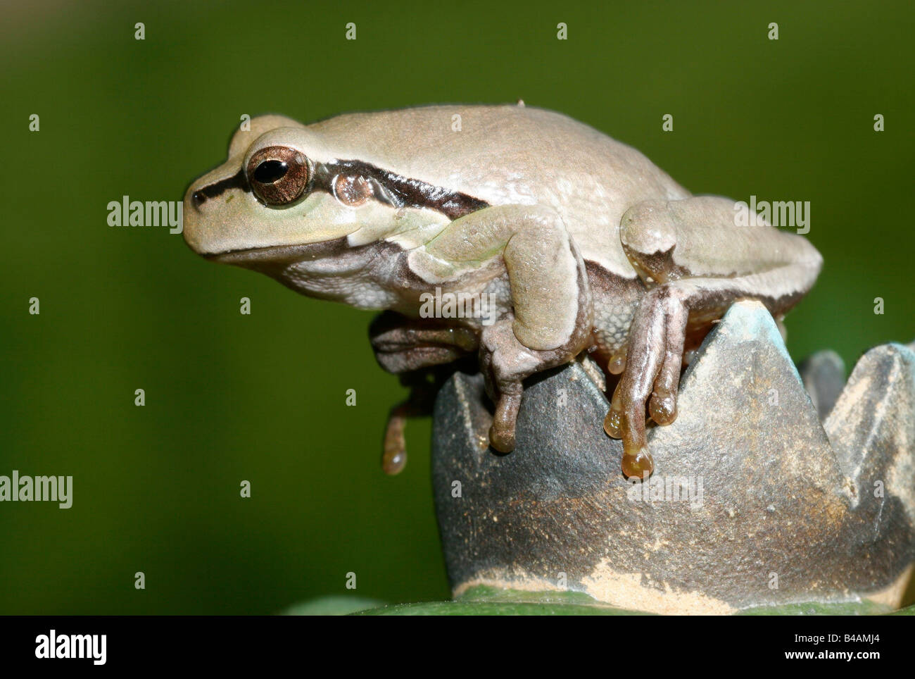 zoology / animals, amphibia, frogs, Mediterranean Tree Frog (Hyla ...
