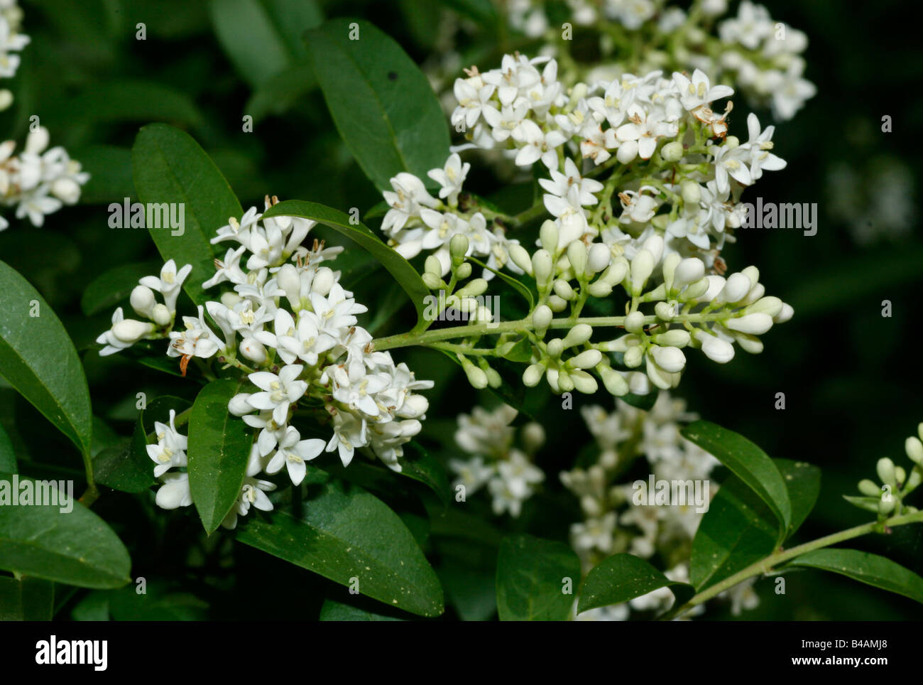 Ligustrum Vulgare Common Privet