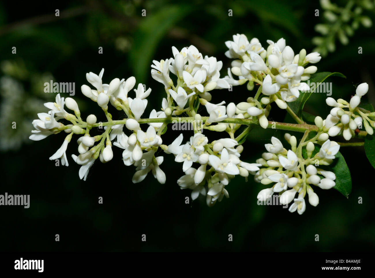 botany, Privet, (Ligustrum), Common Privet, (Ligustrum vulgare), blooms ...