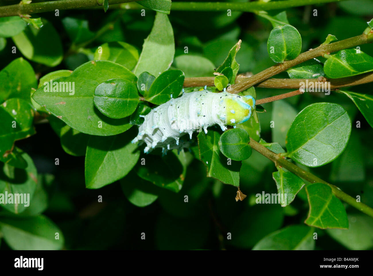zoology / animals, insect, butterflies, Alianthus Silkmoth (Samia ...