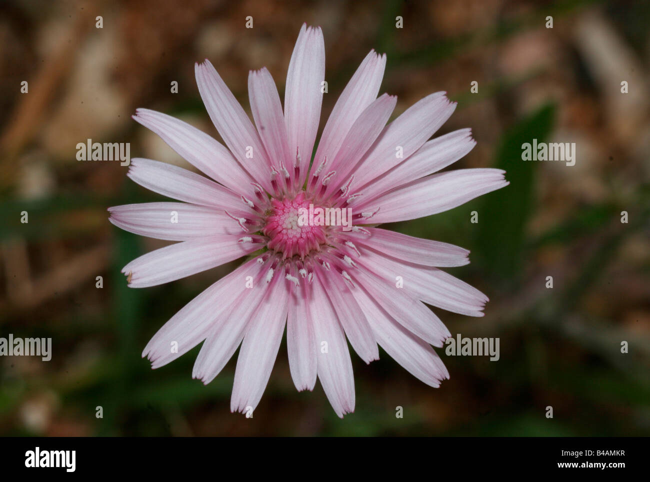 botany, Pippau, (Crepis), Red Hawksbeard, (Crepis rubra), flower head ...