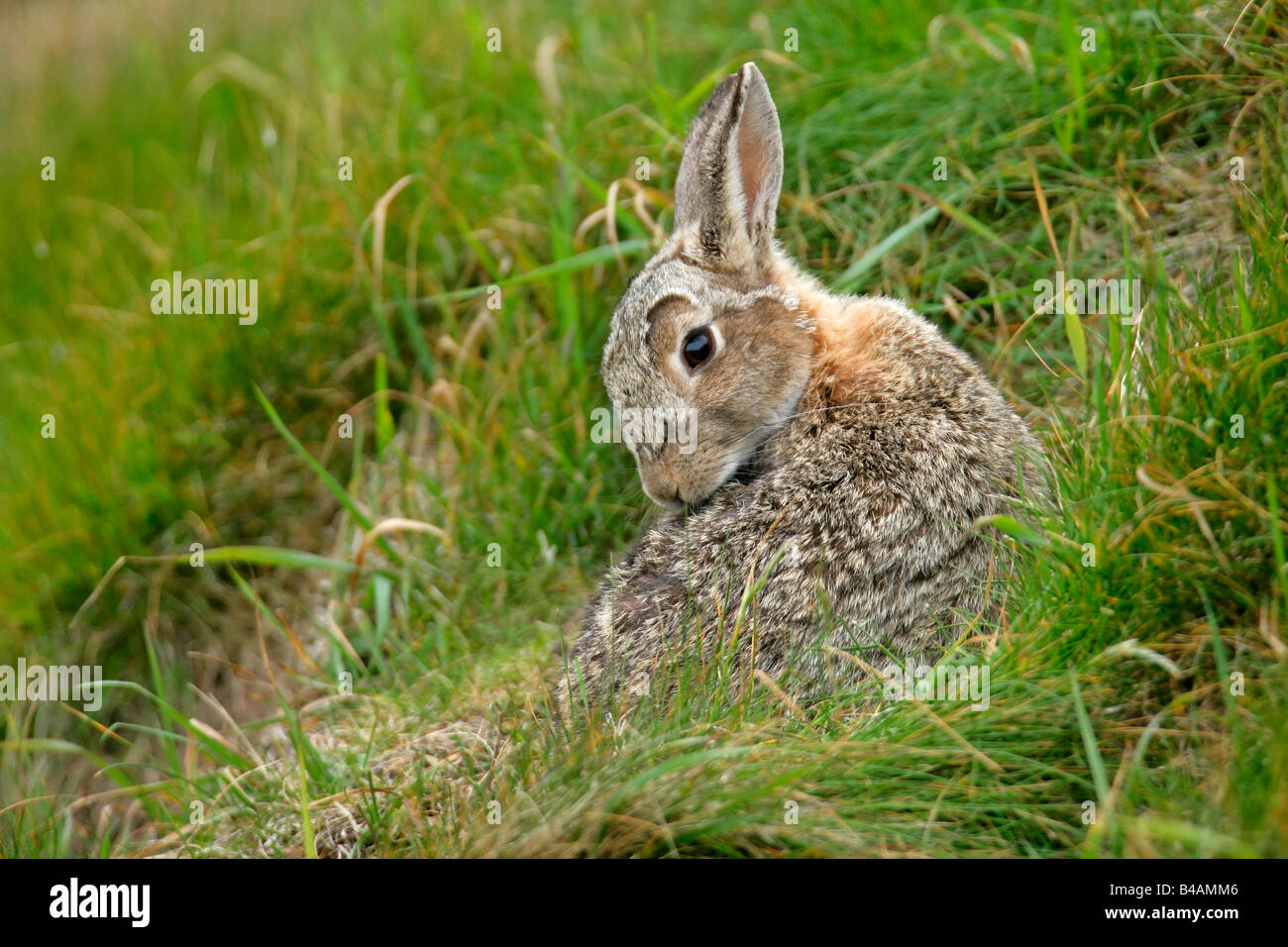 Rabbit burrow uk hi-res stock photography and images - Alamy