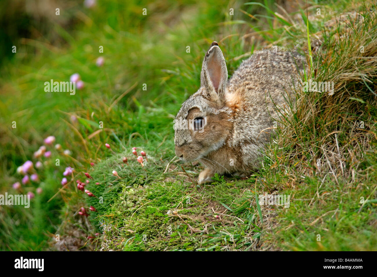 Rabbit burrow hi-res stock photography and images - Alamy