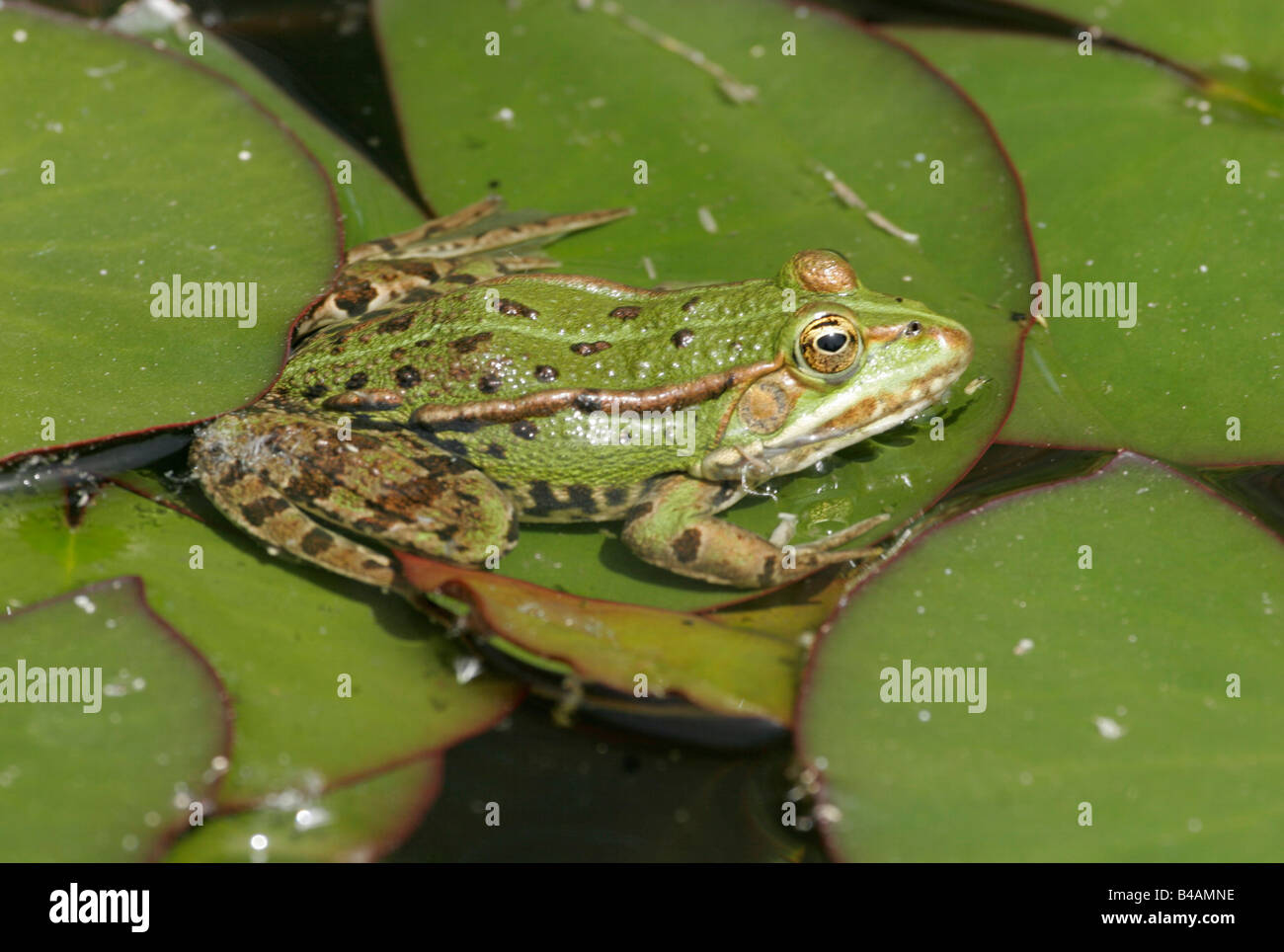 zoology / animals, amphibian, frogs, Pool Frog, sitting on leaf of ...
