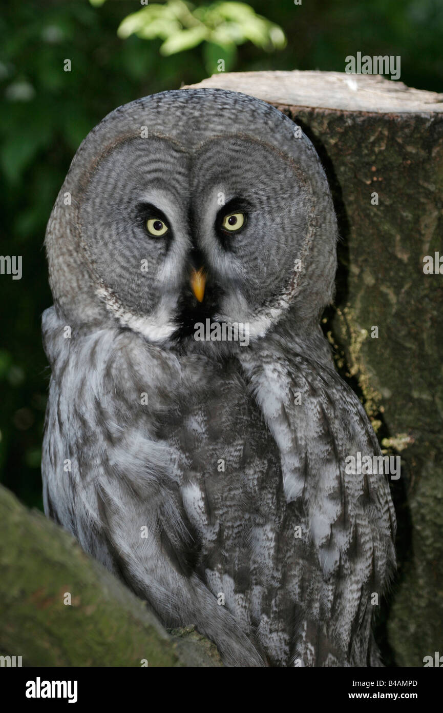 zoology / animals, avian / bird, Great Grey Owl, (Strix nebulosa), owl ...