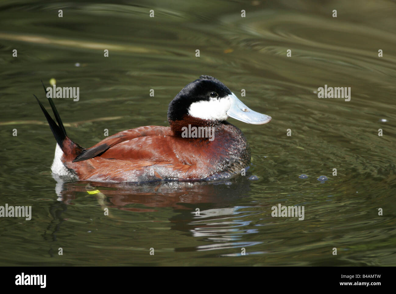 zoology / animals, avian / bird, Ruddy Duck, (Oxyura jamaicensis), male ...
