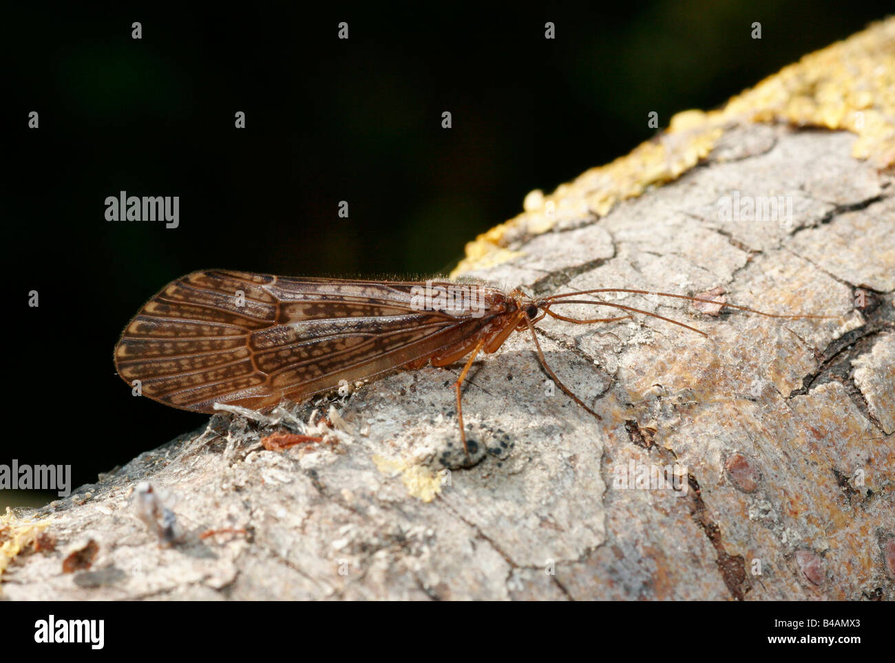 zoology / animals, insects, Trichoptera, sitting on tree bark ...