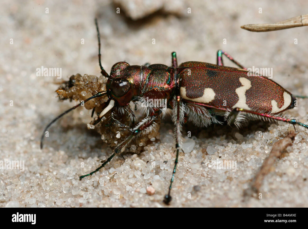 zoology / animals, insect, beetles, Northern dune tiger beetle ...