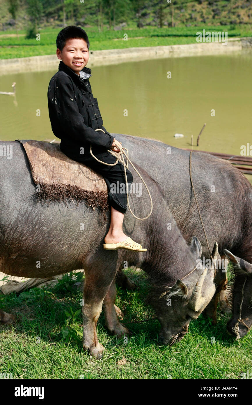 Water buffalo boy hi-res stock photography and images - Alamy
