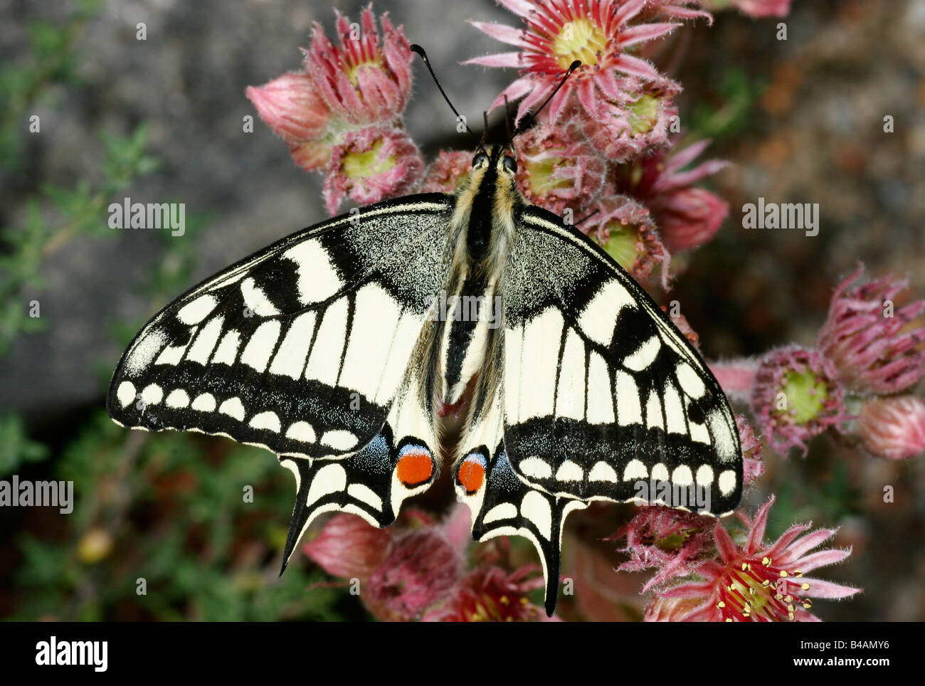 zoology / animals, insect, butterflies, Old World Swallowtail, (Papilio ...