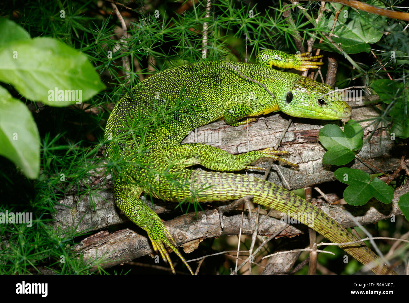 zoology / animals, reptiles, lizards, Balkan Green Lizard (Lacerta ...