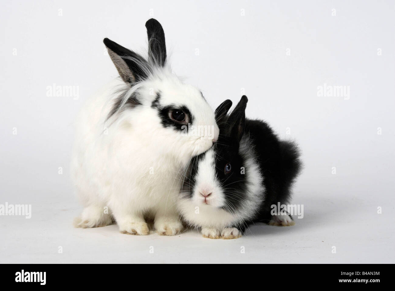 Dwarf Hotot Bunnies