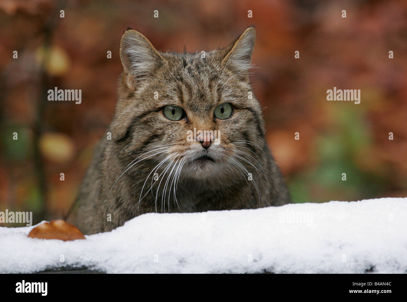 zoology / animals, mammal / mammalian, cats, European wild cat, (Felis ...