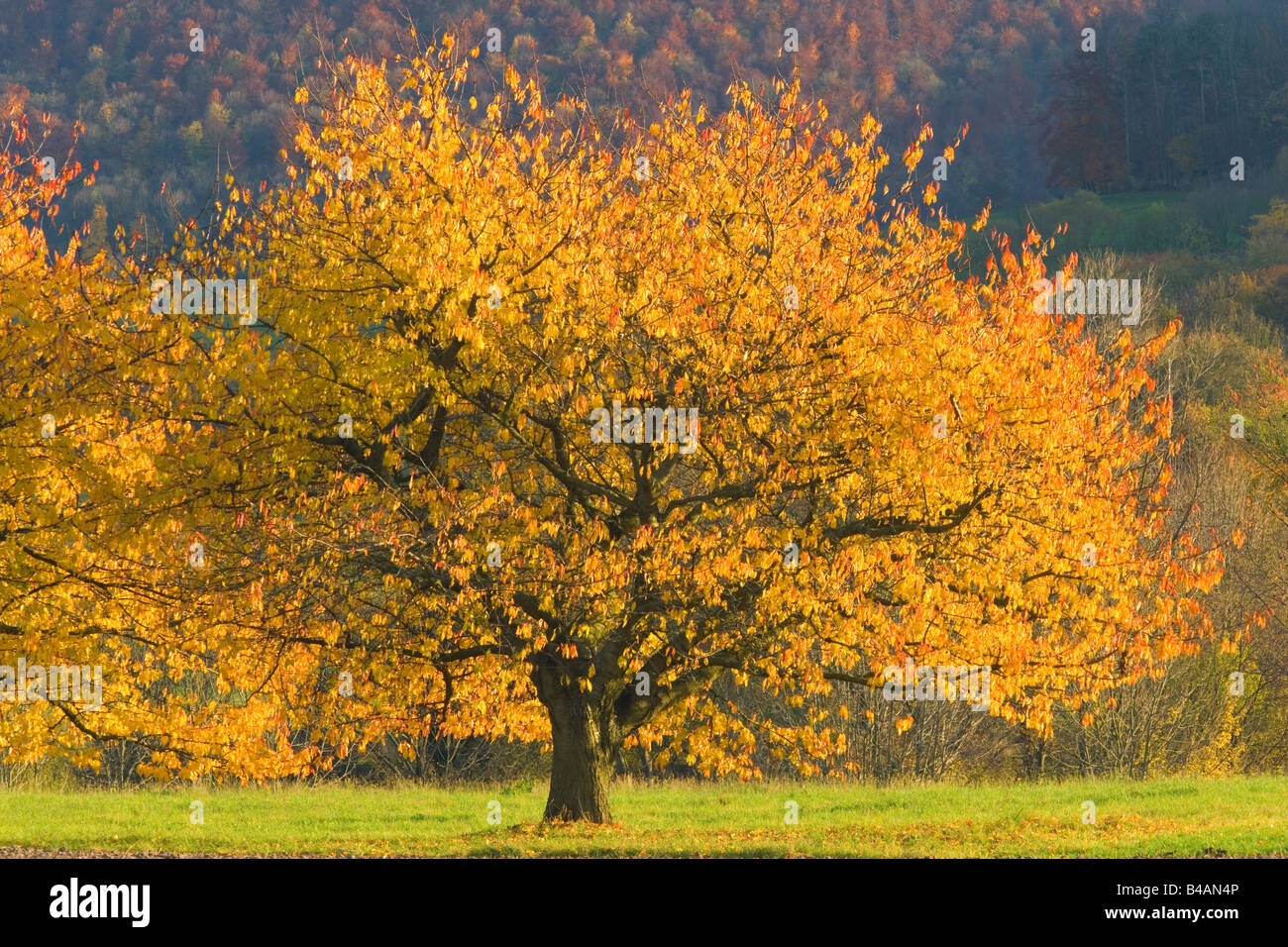 Cherry tree glorious coloured cherry tree in autumn in last evening ...