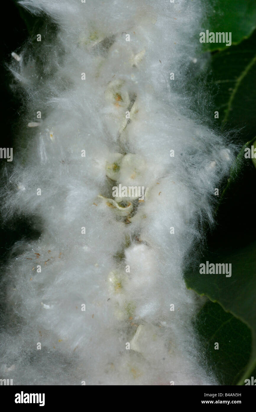 Aspen seed hi-res stock photography and images - Alamy