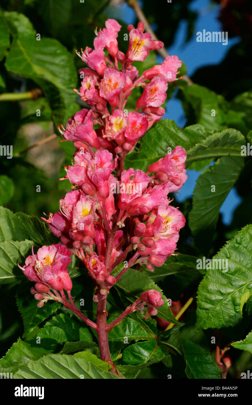 botany, chestnut, (Castanea), horse chestnut, (Aesculus carnea ...