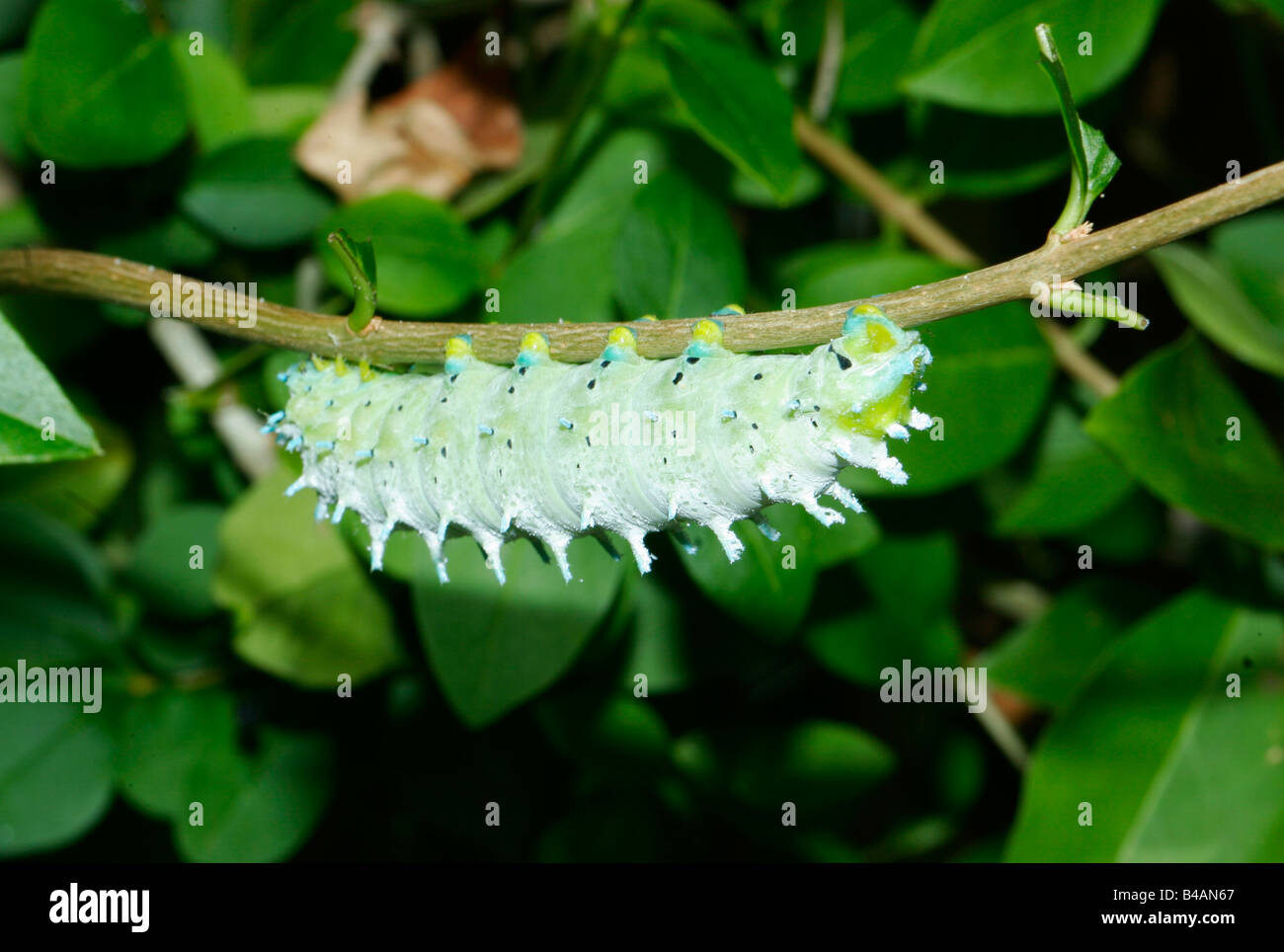 White Pupa At Branch High Resolution Stock Photography and Images - Alamy