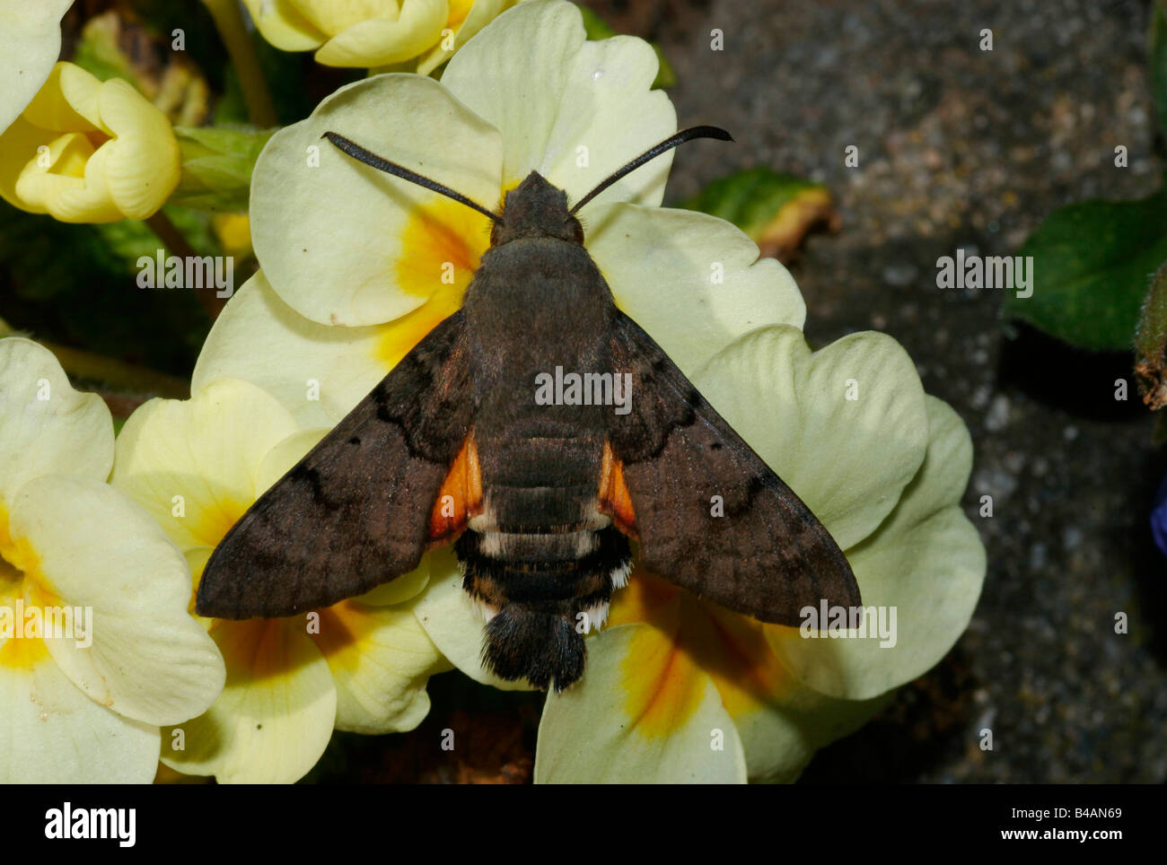 zoology / animals, insect, butterflies, Hummingbird Hawk-moth ...