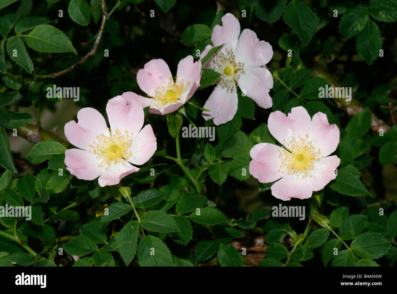 botany, rose, (Rosa), Dog Rose, (Rosa canina), blossom, Additional ...