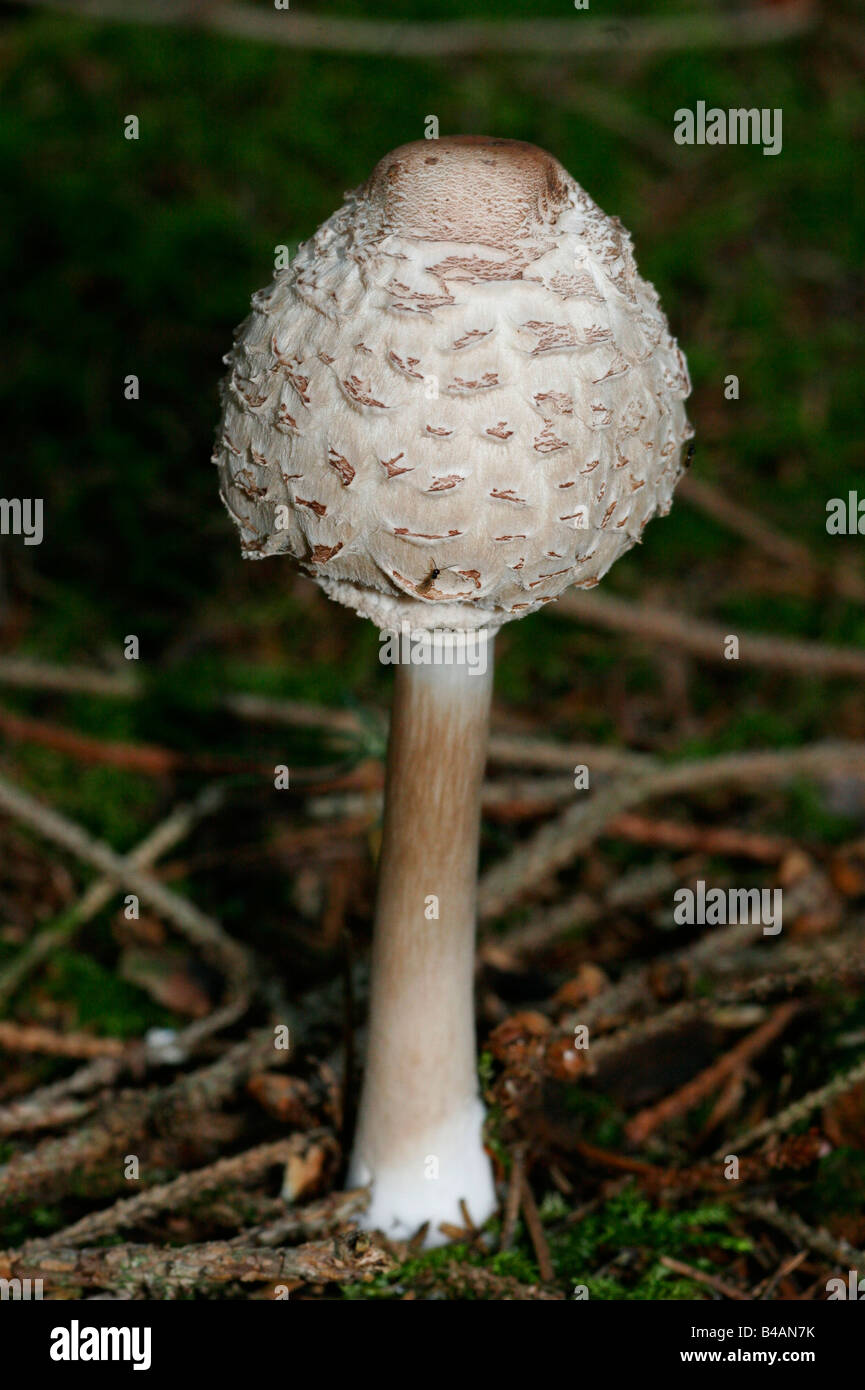 Chlorophyllum Rhacodes