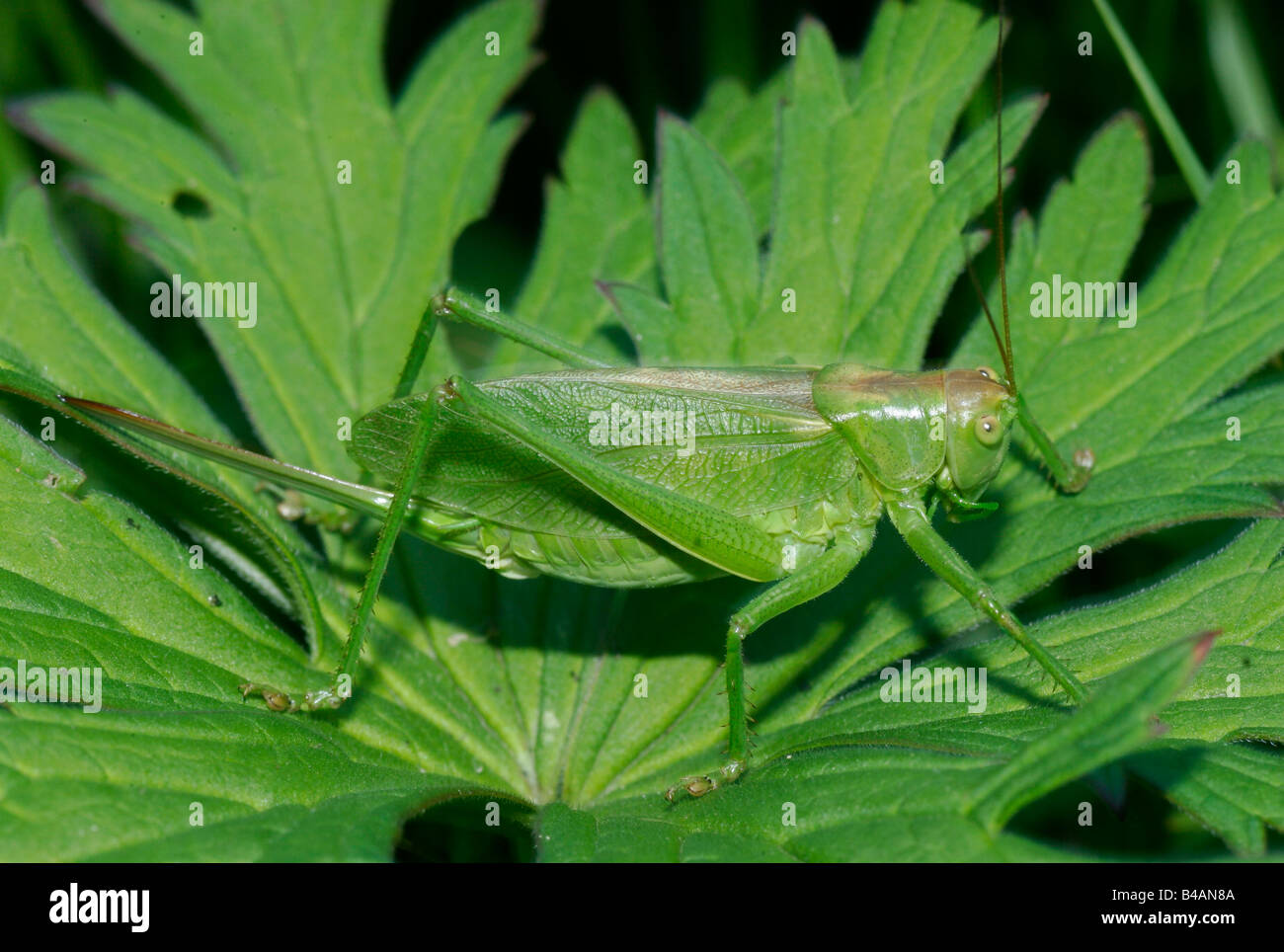 Tettigoniidae viridissima hi-res stock photography and images - Alamy