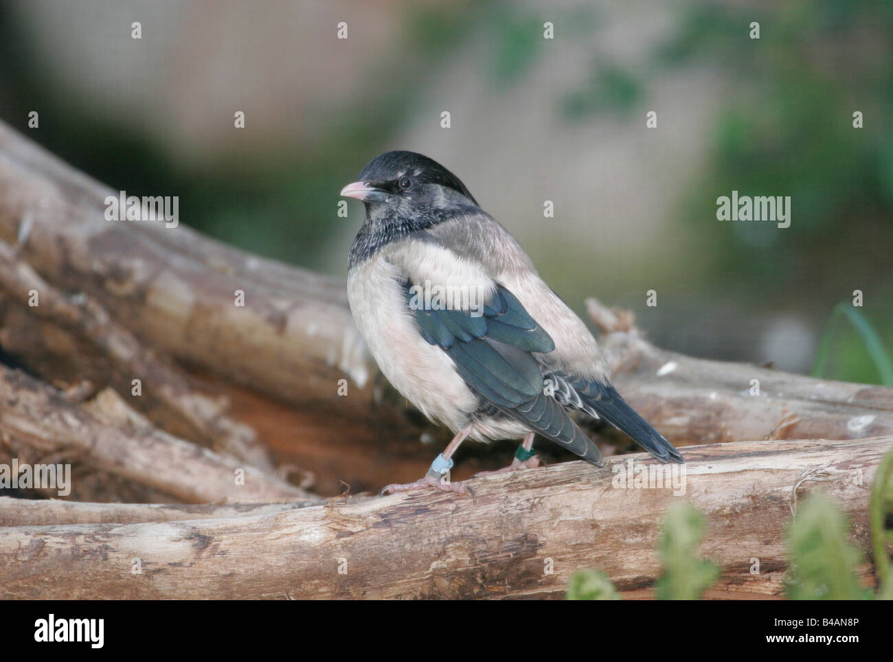 Passerine bird hi-res stock photography and images - Alamy