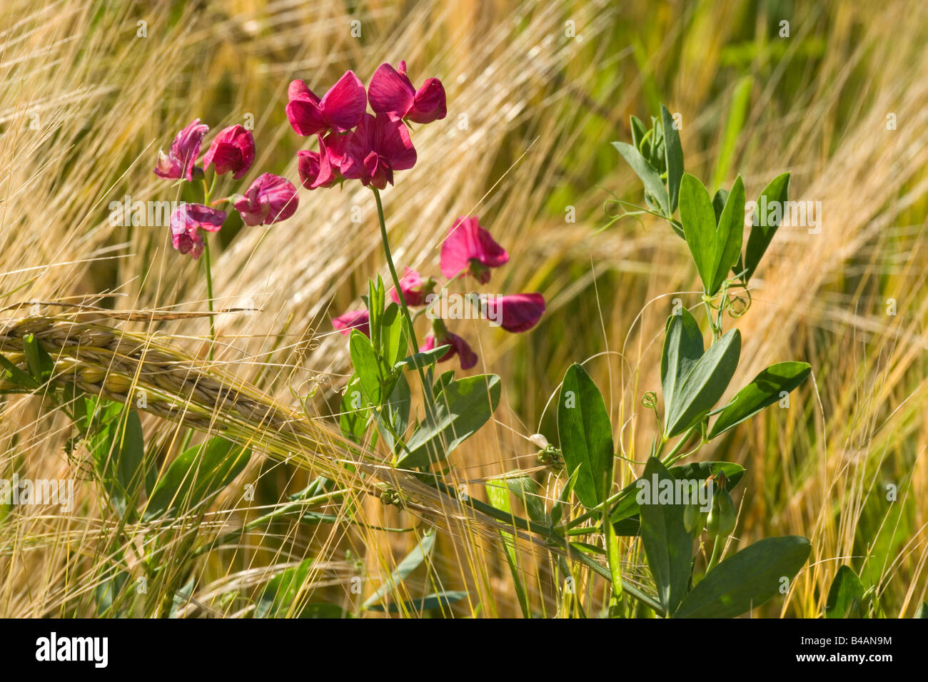 earthnut pea tuberose Stock Photo - Alamy