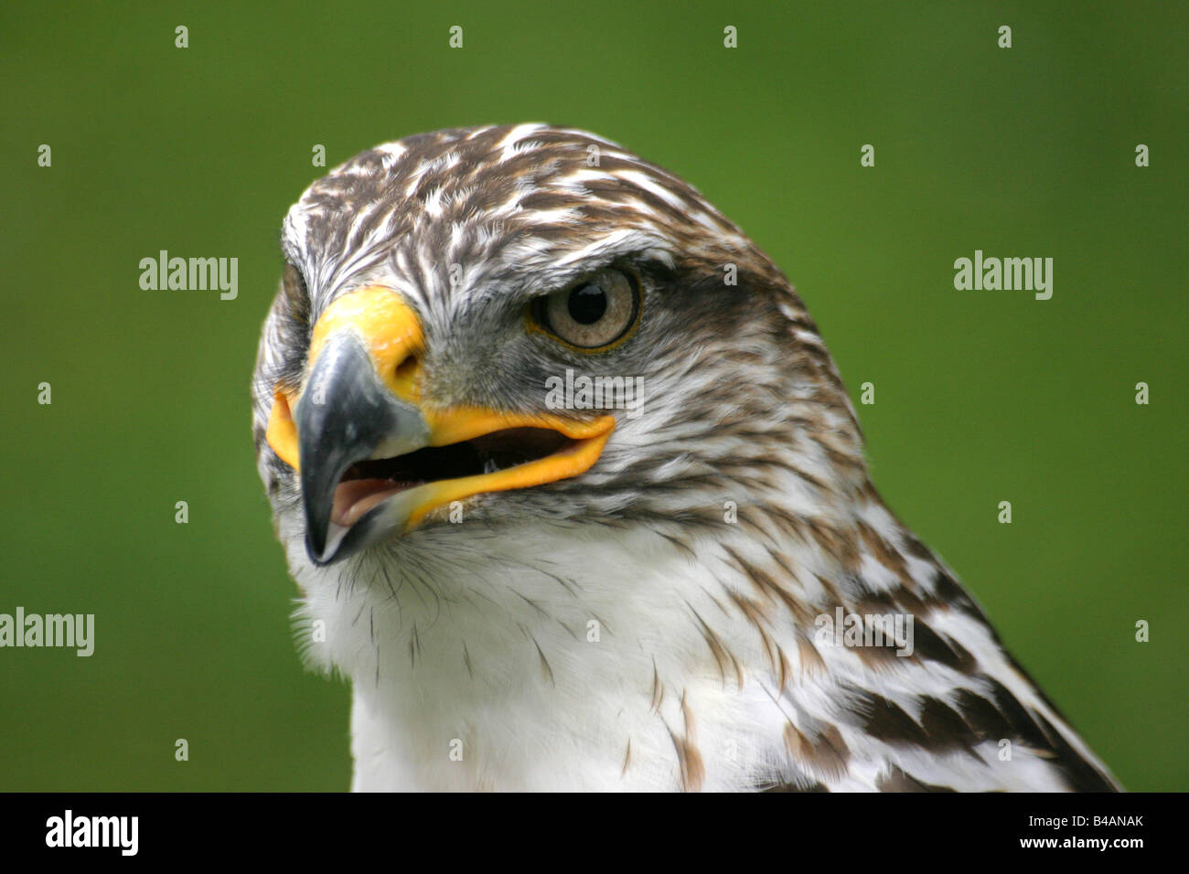 Ferruginous buzzards hi-res stock photography and images - Alamy