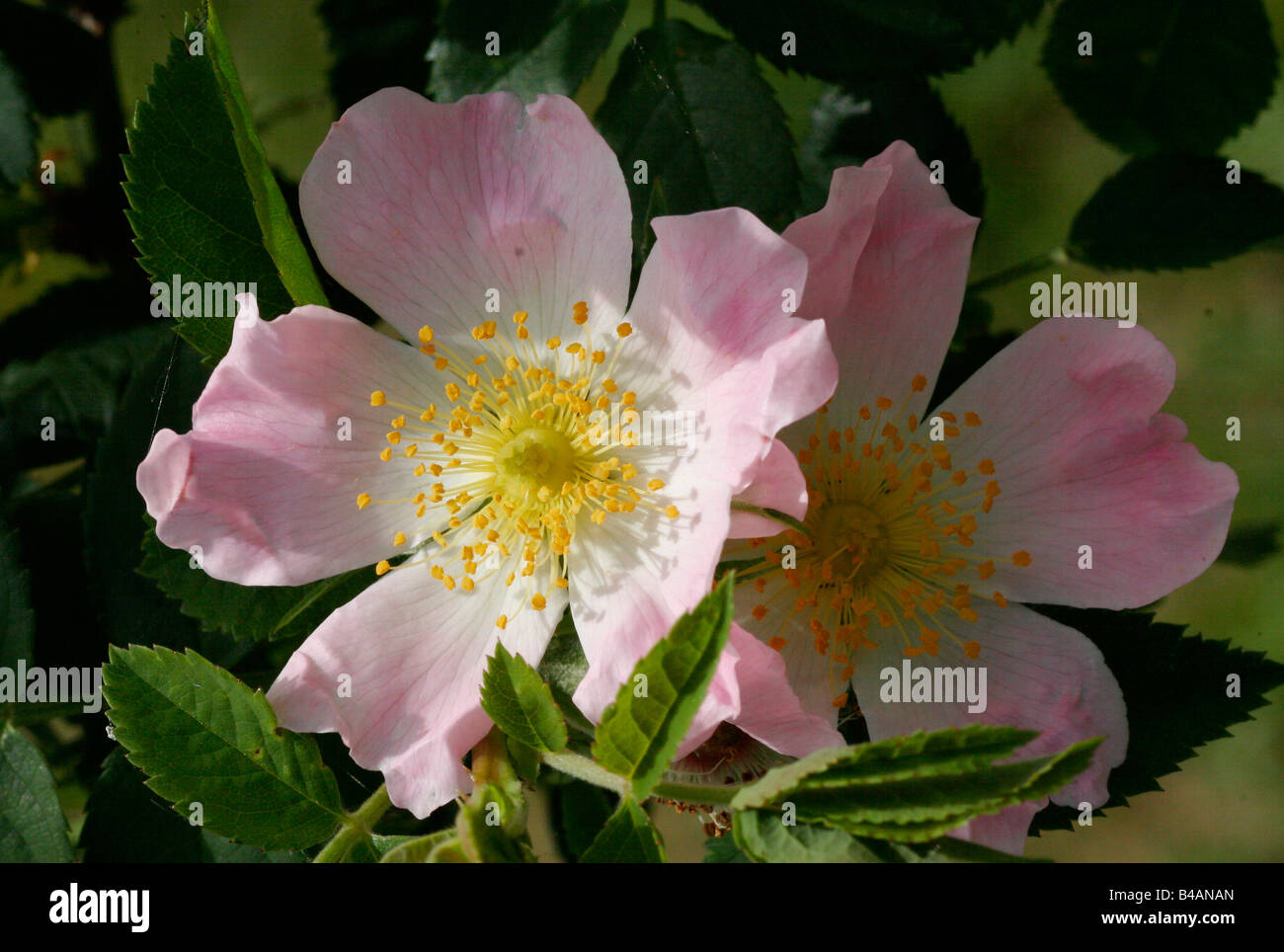 botany, rose, (Rosa), Dog Rose, (Rosa canina), blossom, Additional ...