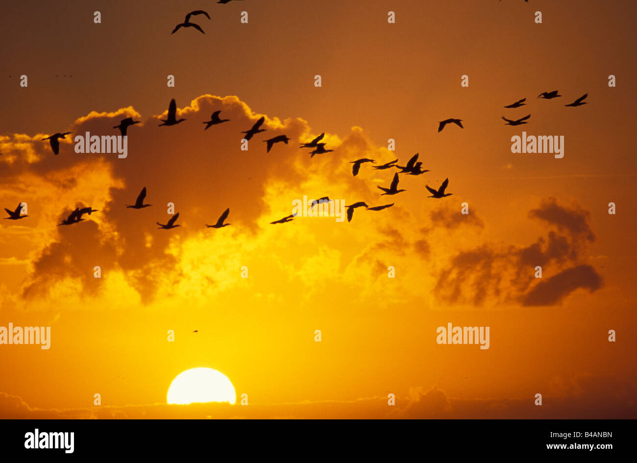 bird migration of cormorants Stock Photo - Alamy
