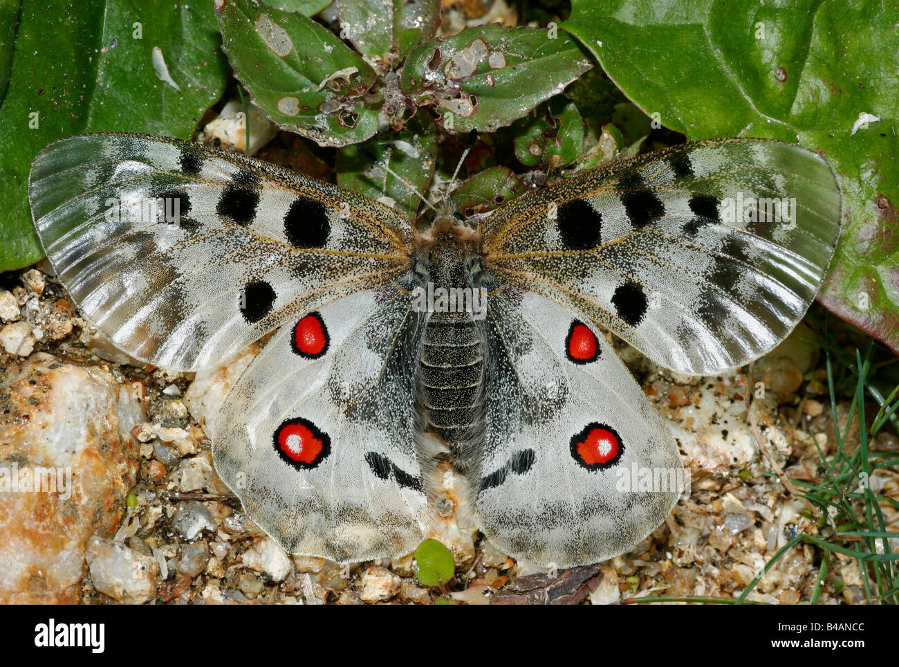 Butterflies of europe insects hi-res stock photography and images - Alamy