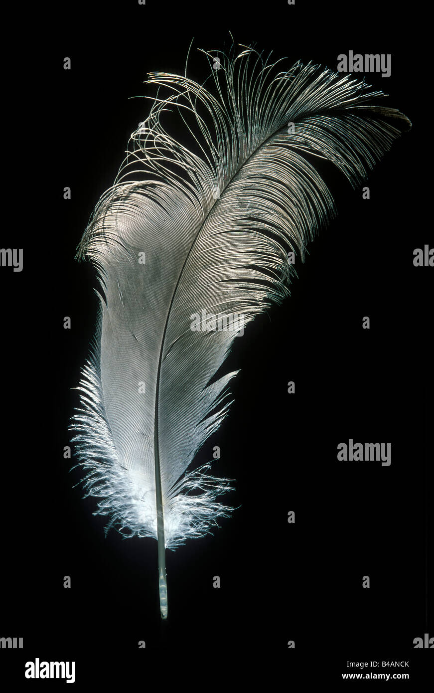 common crane spring Stock Photo - Alamy