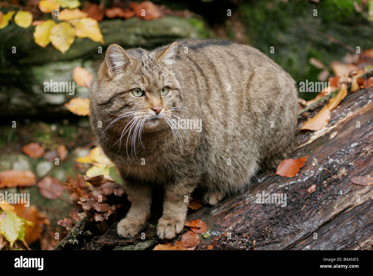 European wild cat bavarian forest hi-res stock photography and images ...