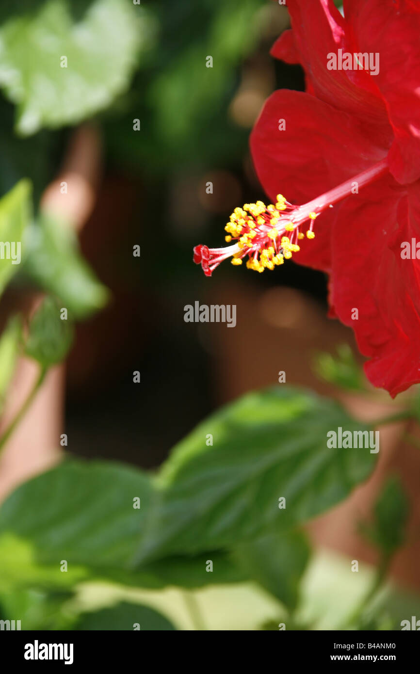 detail of red flower pollen stem head plant in garden Stock Photo - Alamy