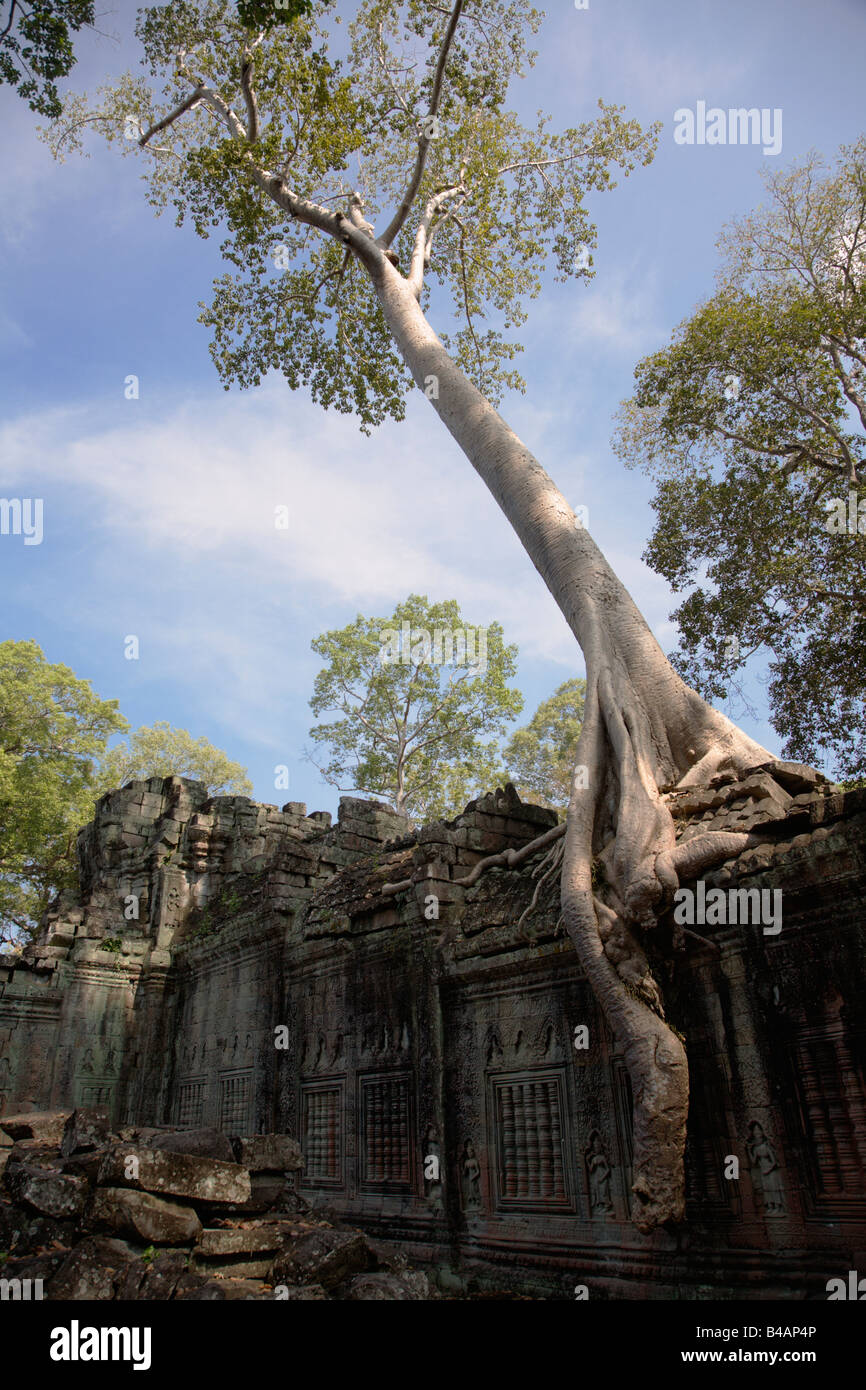 Kapok Tree (Ceiba pentandra), aka Silk Cotton Tree growing on a wall at ...