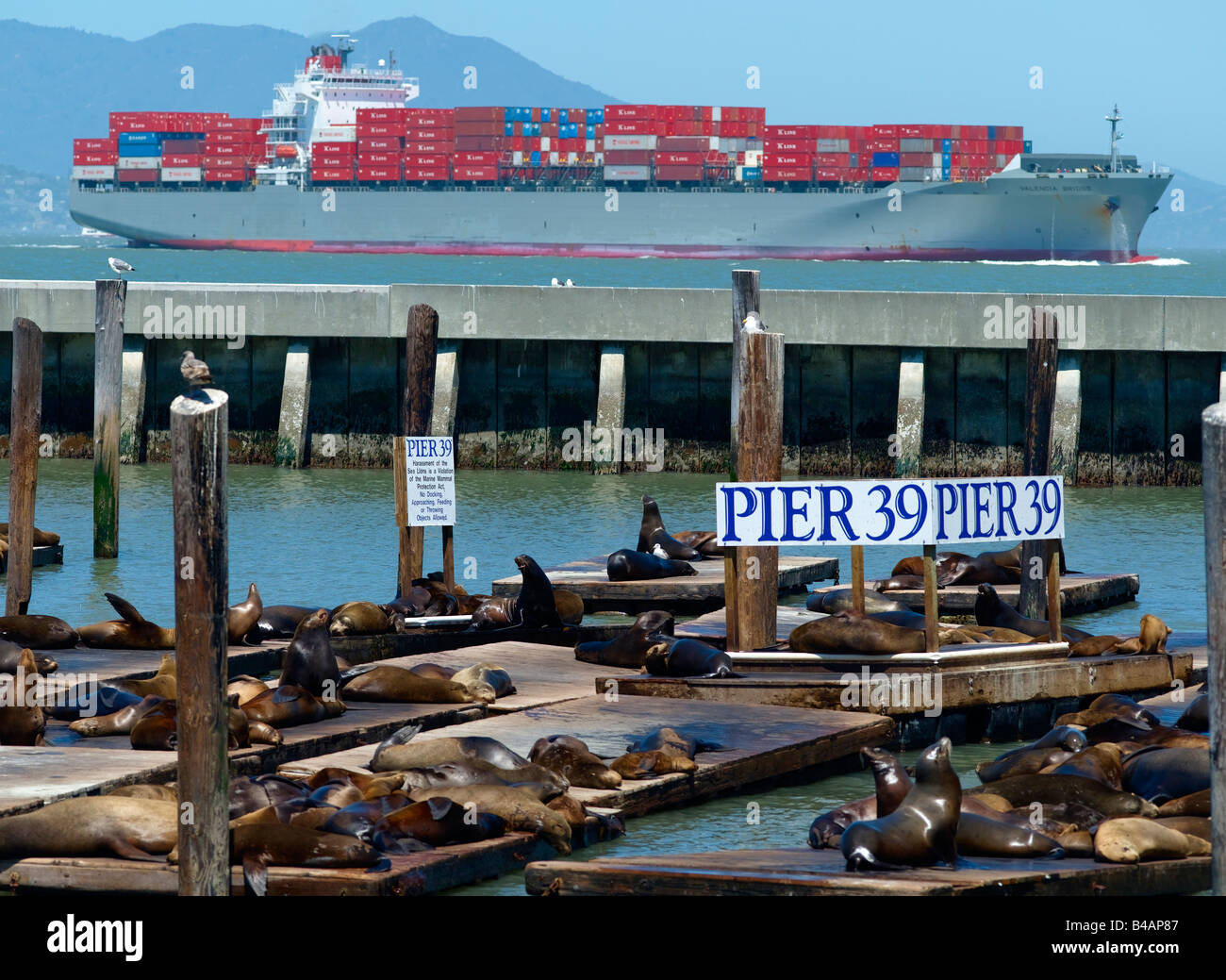 Seals with an in hi-res stock photography and images - Alamy