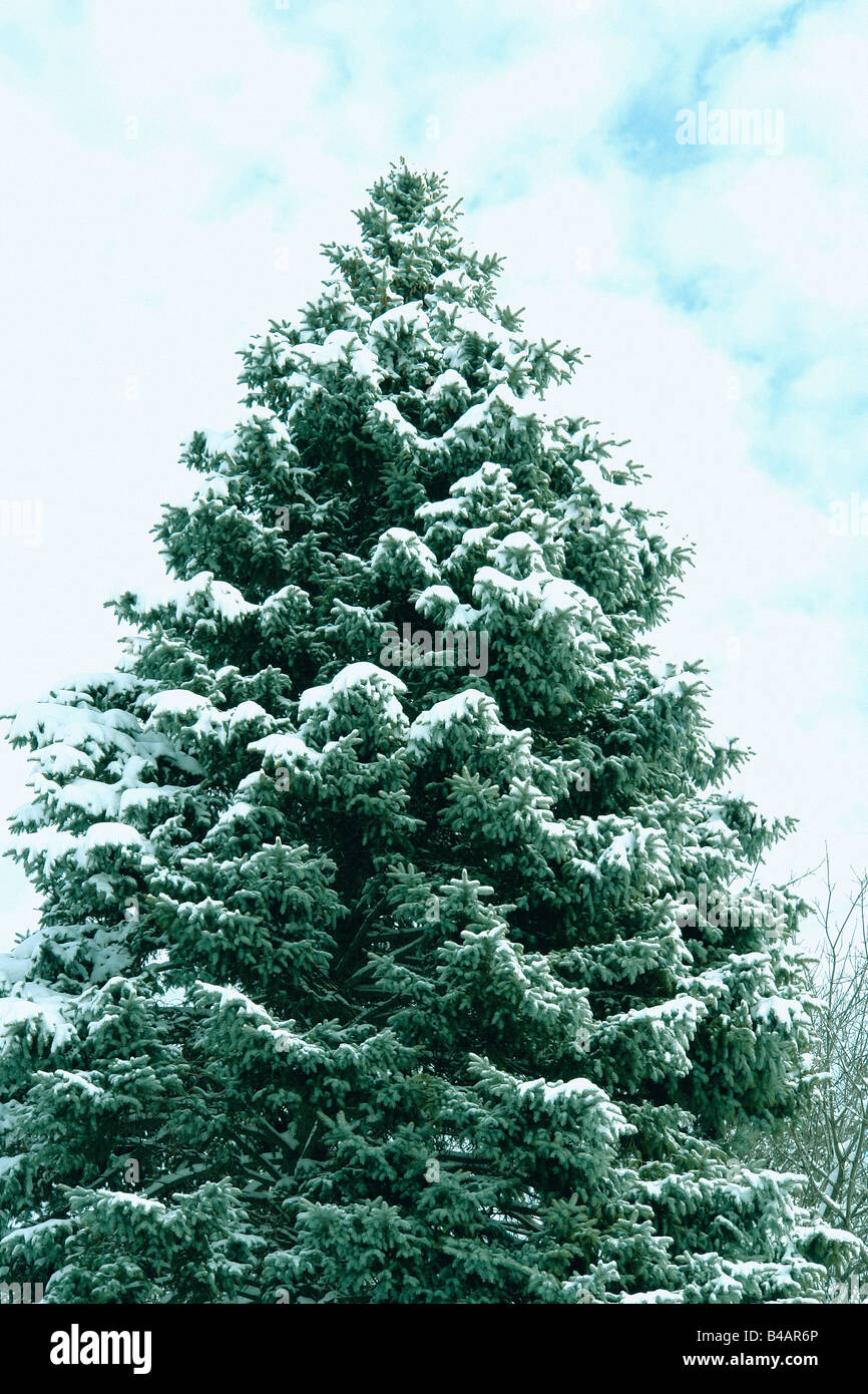 Winter Scene of an Evergreen Pine Tree Covered in Snow Copy Space Stock ...