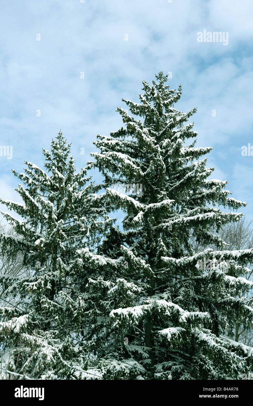 Winter Scene of Evergreen Pine Trees Covered in Snow Copy Space Stock ...
