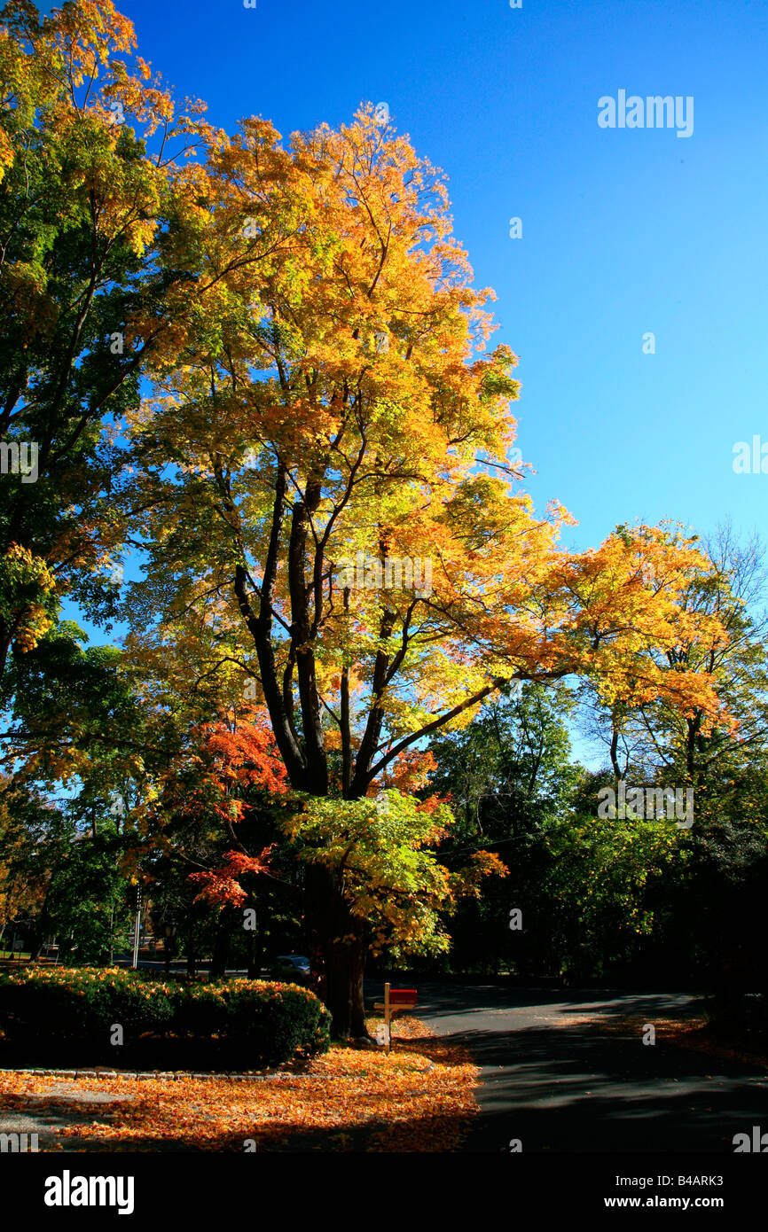 Specimen Tree In The Fall Stock Photo - Alamy