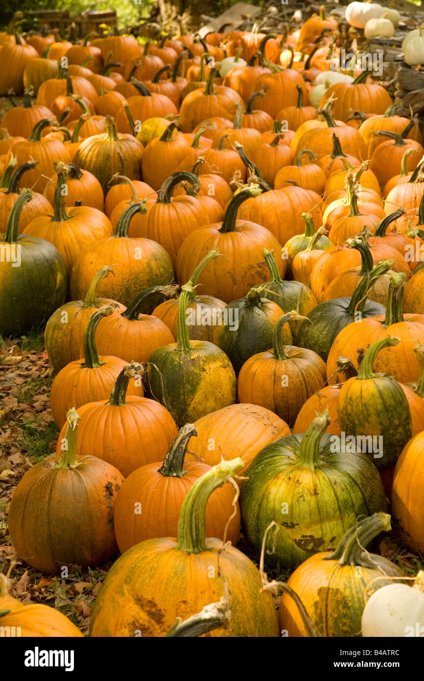 Photo of a group of pumpkins Stock Photo - Alamy