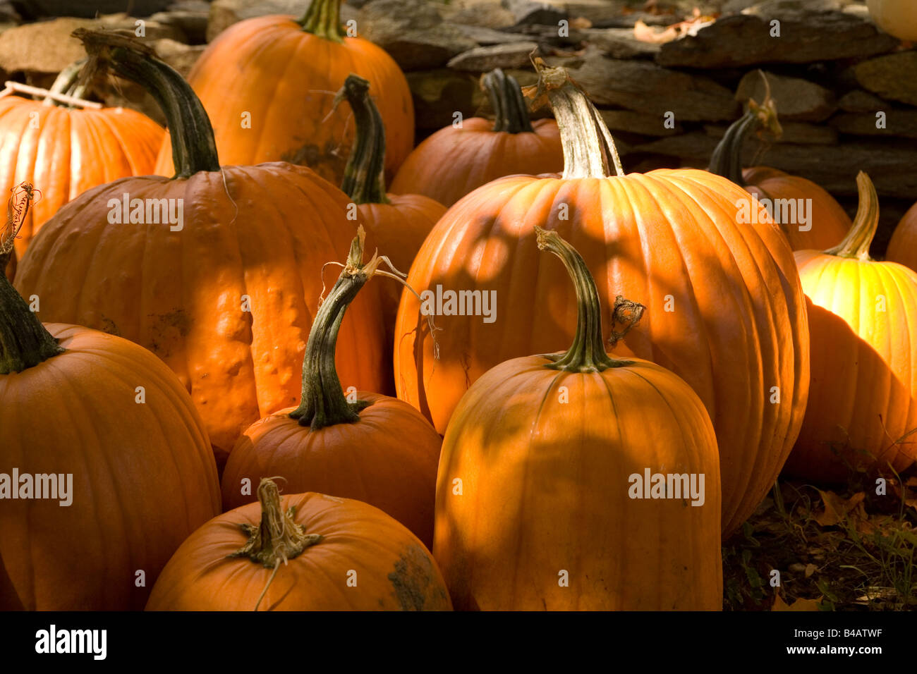 Photo of a group of pumpkins Stock Photo - Alamy