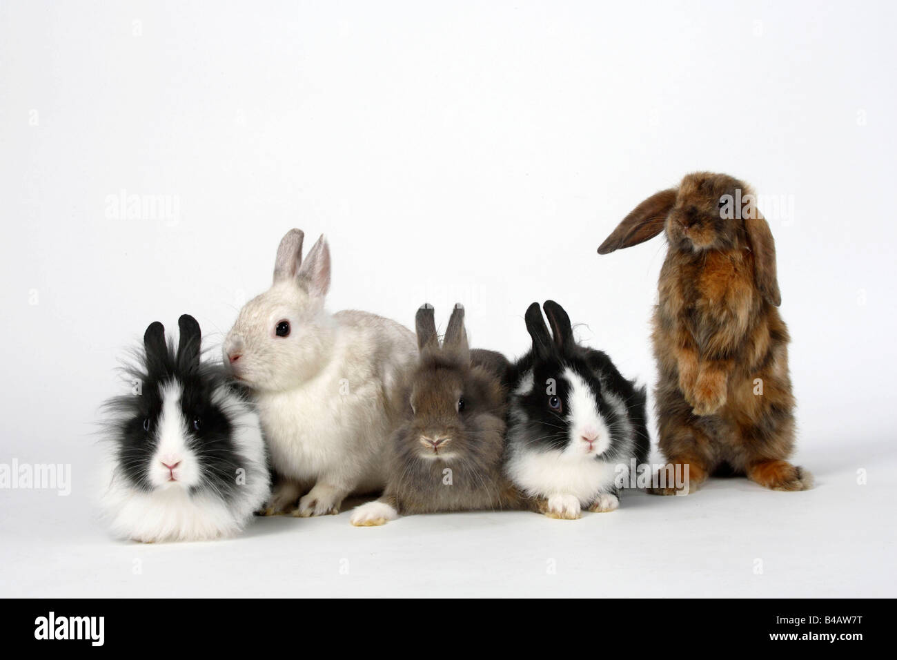 Lion maned Dwarf Rabbits 13 weeks Dwarf Rabbit and Satin Lop eared ...