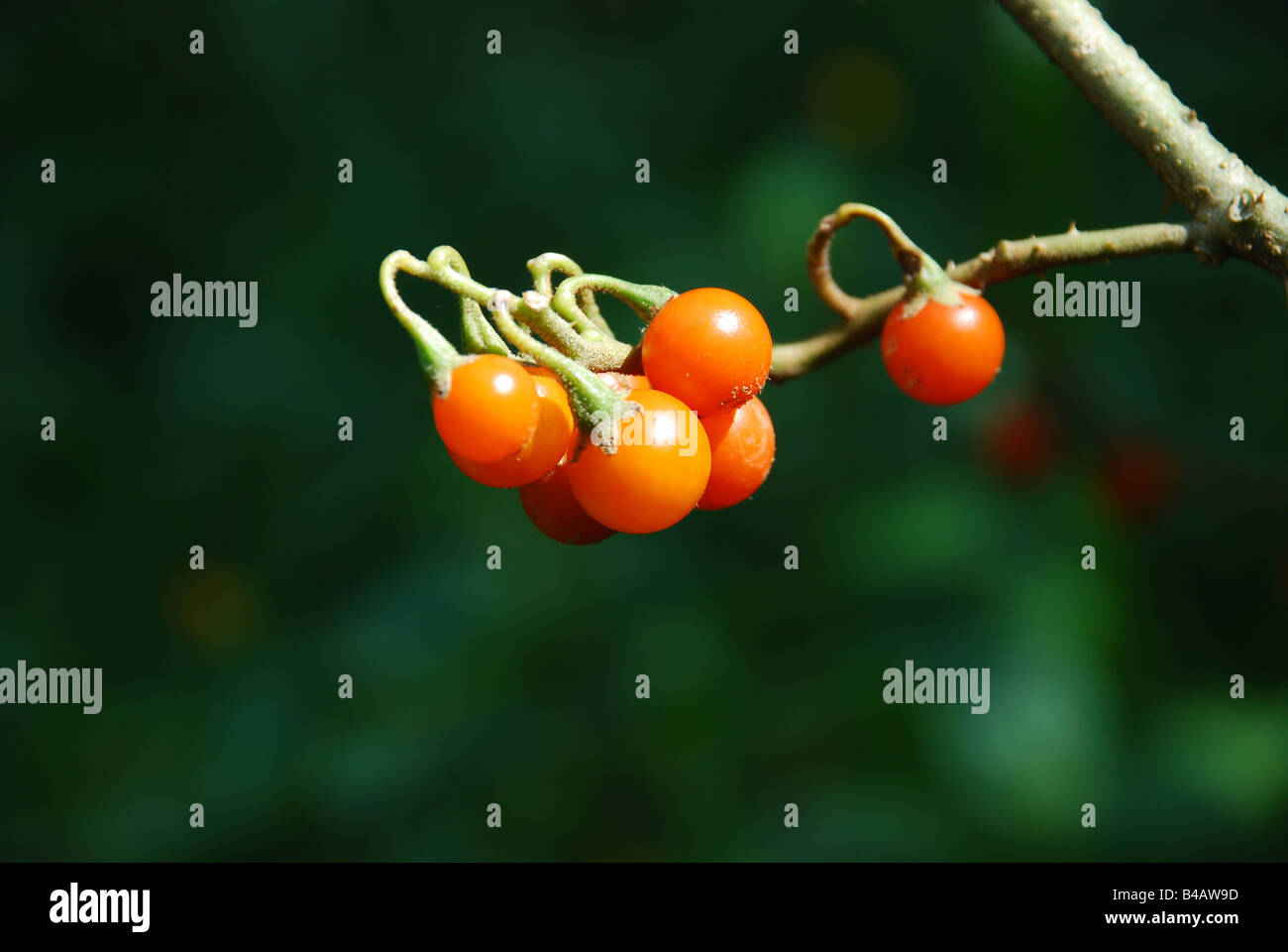 orange coloured fruit seeds Stock Photo - Alamy