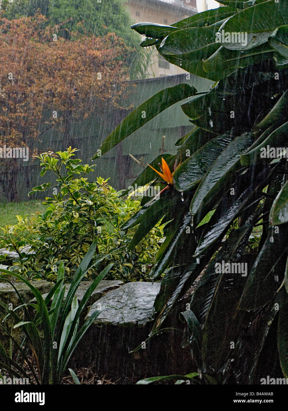 Rain falling in a garden Stock Photo - Alamy