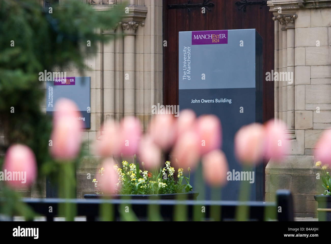 Pink tulips in spring in the Old Quadrangle of The University of ...
