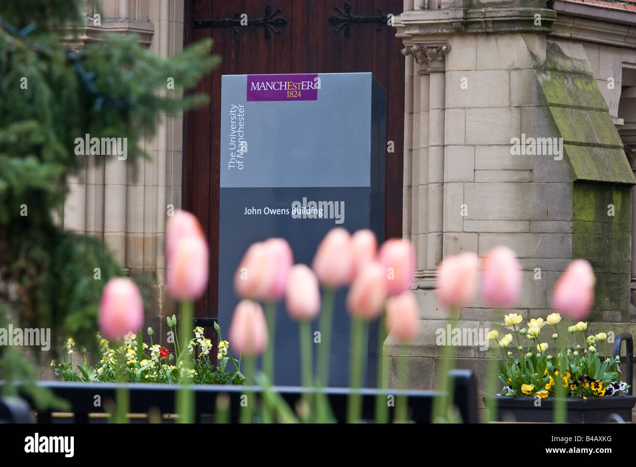 Pink tulips in spring in the Old Quadrangle of The University of ...