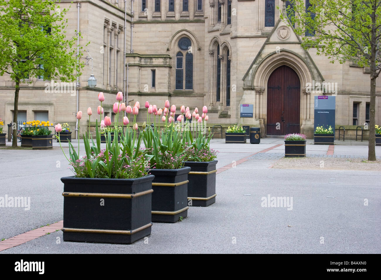Pink tulips in spring in the Old Quadrangle of The University of ...