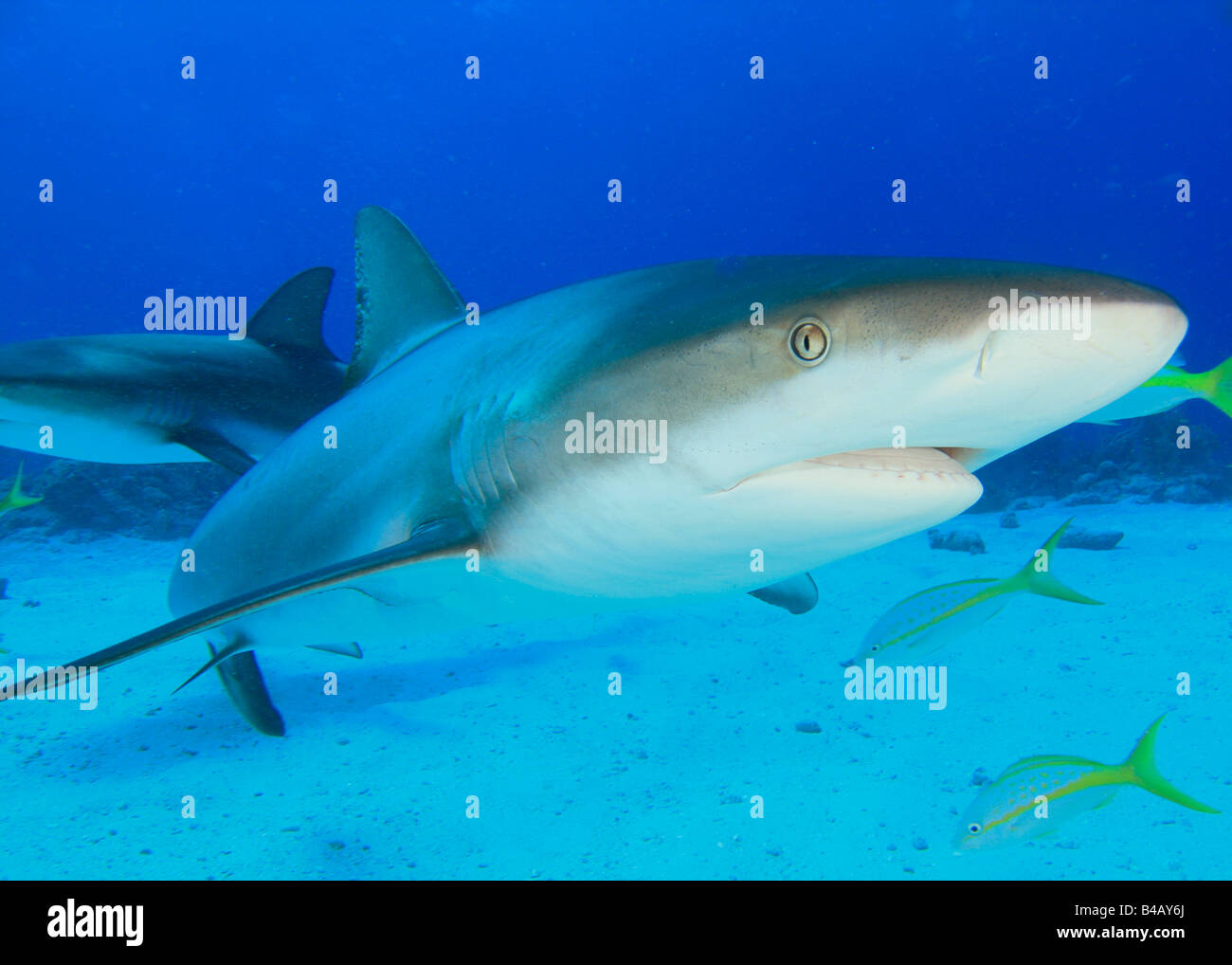 Caribbean Reef Shark Stock Photo - Alamy