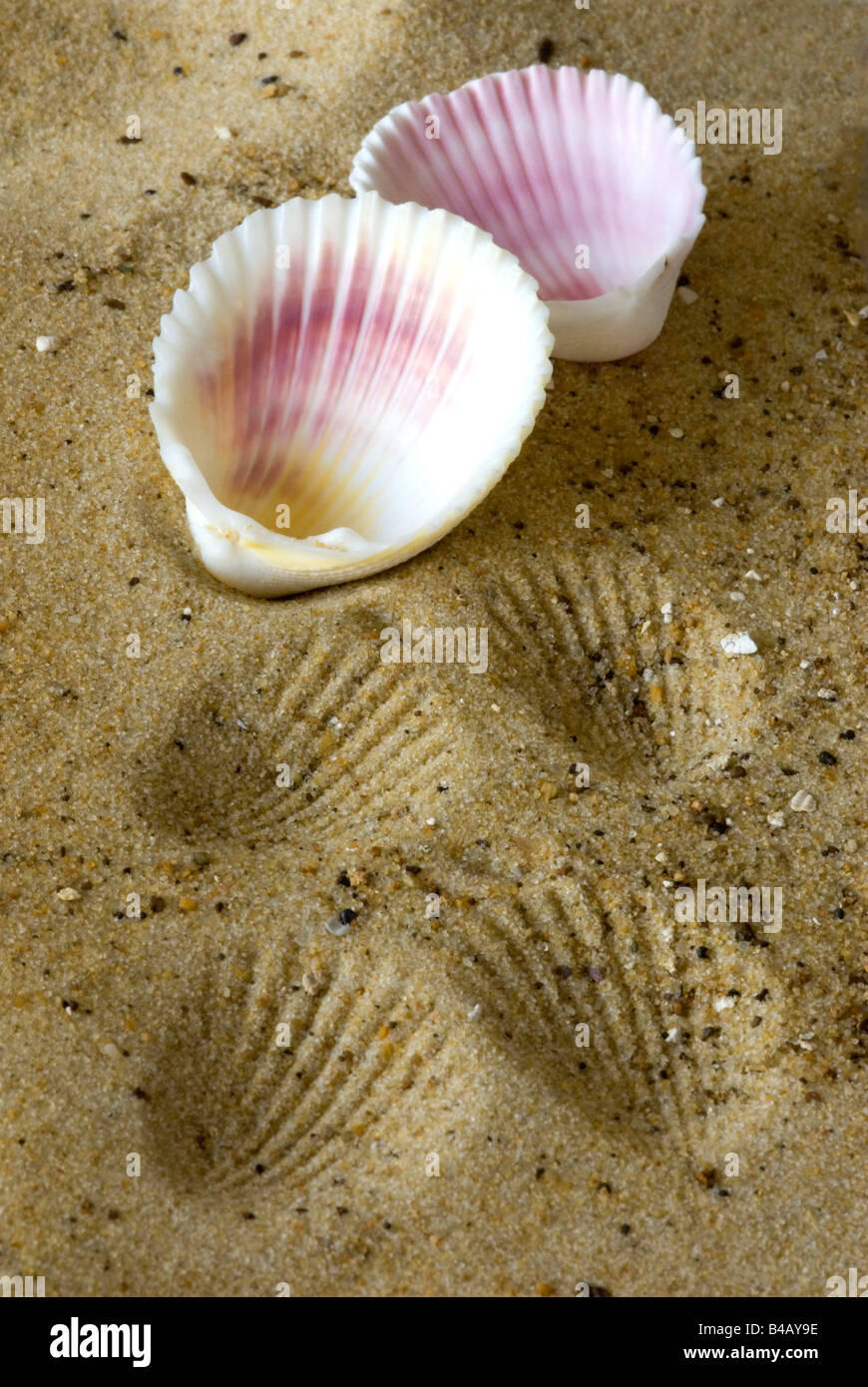 Impressions in the sand with two shells Stock Photo - Alamy